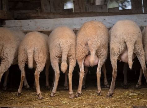 How To Tell When A Sheep Is Close To Lambing 5 Obvious Lambing Signs