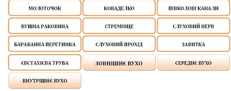 Гра на липучки Будова вуха людини