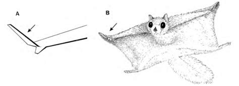 Anatomy And Aerodynamics Of Flying Squirrels Figure 1