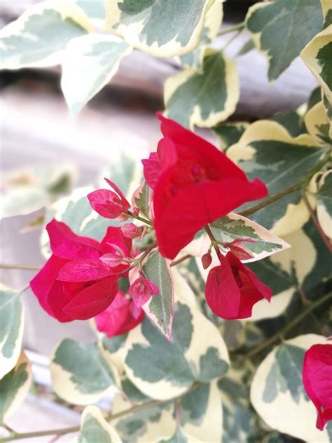 Variegated Bougainvillea Plant