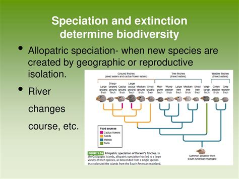 Evolution Of Biodiversity Ppt Download