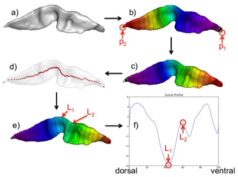 A Cs Mesh B Fiedler Vector And Its Two Extrema Stripes Indicate Download Scientific
