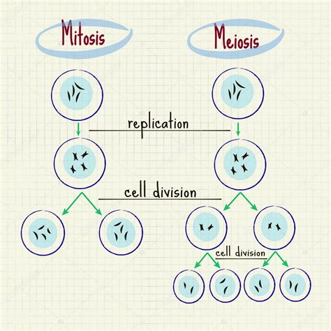 Mitosis Y Meiosis 2024