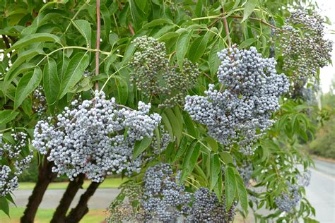 Sambucus Nigra Ssp Cerulea Bird Gardens