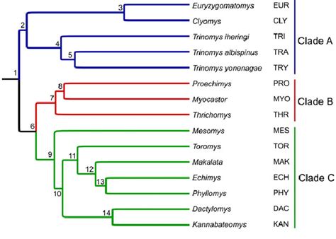 Bayesian Inference Tree Of Echimyidae Based On Eight Genes Numbers Download Scientific Diagram