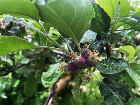 Developing Apple Fruits On Tree Branch With Green Leaves In Garden