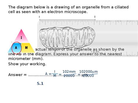 Microscope Measurement презентация доклад проект скачать