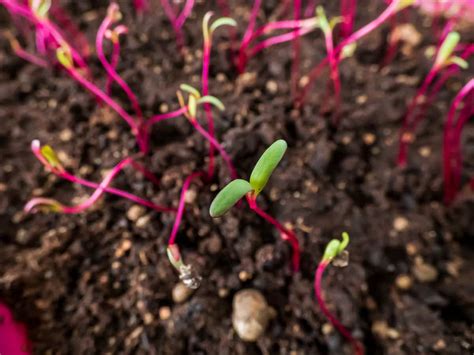 Can You Grow Beetroot In Modules