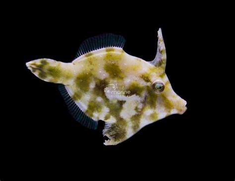 Filefish And Triggerfish Marine Collectors