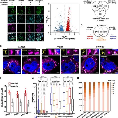 Identifying Stress Specific Sg Transcriptome A Immunofluorescence
