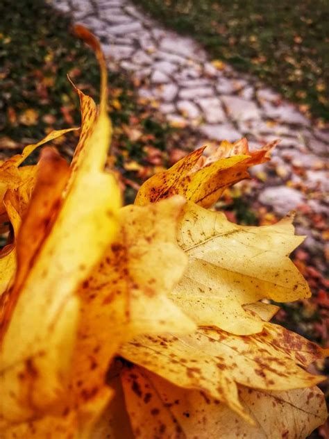 რაჭის ტური დღე ფერად სმაყაროში რაჭალეჩხუმი 0 Gel ფენომენალური ტურები