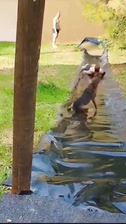 වල් බල්ලා Funny Youtube