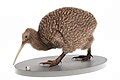 Kiwi Bird Wikipedia