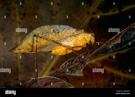 Leaf Mimic Katydid Species Undetermined In Rainforest Of Guatemala