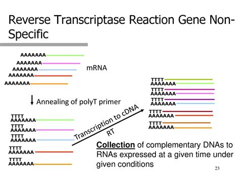 Expression Of The Genome Ppt Download