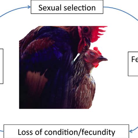 A Diagrammatic Sketch Of The Negative Feedback Loop Which Can Be