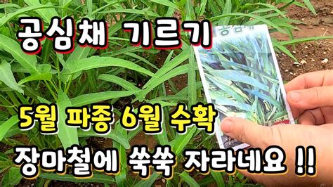 기르기도 너무 쉽고 수확도 풍성한 공심채모닝글로리 1년에도 여러번 수확합니다 장마철에 폭풍성장하는 동남아채소 공심채모닝