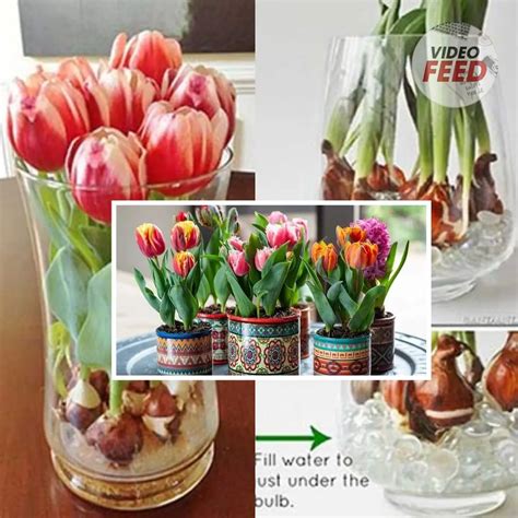 How To Grow Tulips Indoors A Step By Step Guide To Forcing These