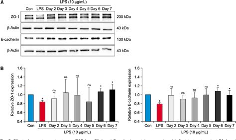 Figure 5 From Protective Effects Of Peanut Sprouts From A Smart Farming System On The Barrier