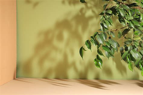 화장품의 전시 또는 프리젠 테이션을위한 빈 쇼케이스 디자인 장면 열대 잎과 그림자가있는 추상적 인 배경 0명에 대한 스톡 사진 및 기타 이미지 Istock