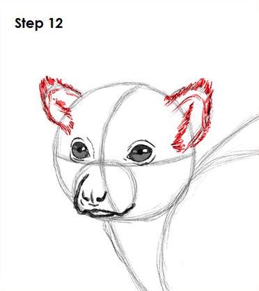 Lemur Face Drawing