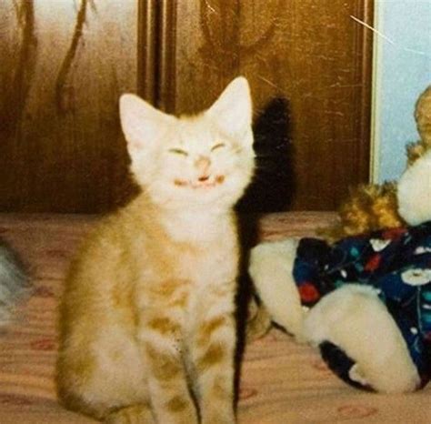 Cat Tastic Moments Silly Cat Profile Pic Inspirations Pfp Cat Cat