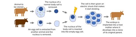 Cloning Questions And Revision MME
