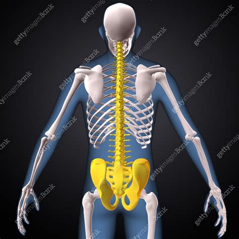 Human Skeleton Spine Scapula Pelvis And Backbone Vertebrae Anatomy 3d