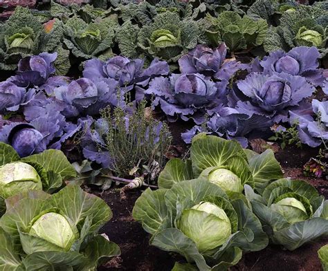 Cabbage Netting Keep From Pests Eyouagro