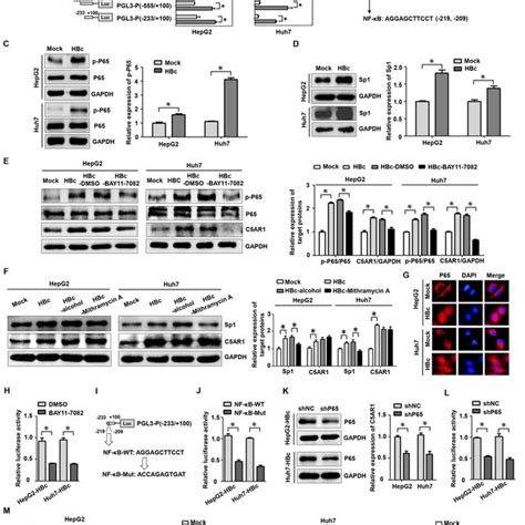 The Effect Of The Nf κb Pathway In Activating The Promoter Of The C5ar1 Download Scientific