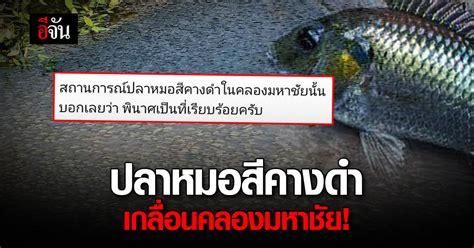 หนุ่มโพสต์ภาพ ปลาหมอสีคางดำ ว่ายเกลื่อน คลองมหาชัย อีจัน