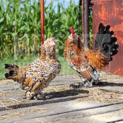 Porcelain Belgian Bearded Duccle Bantam Day Old Chicks