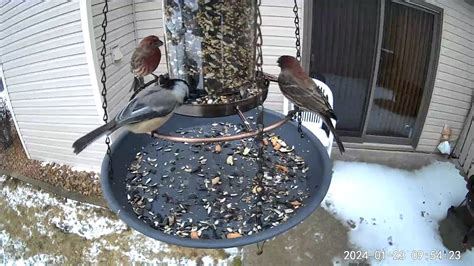 20240123 Multiple House Finches And Black Capped Chickadees Enjoying A Brunch Time Meal