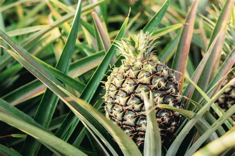 Premium Photo Close Up Of Pineapple Growing On Field