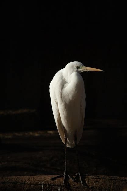 Cute Egret Images Free Download On Freepik