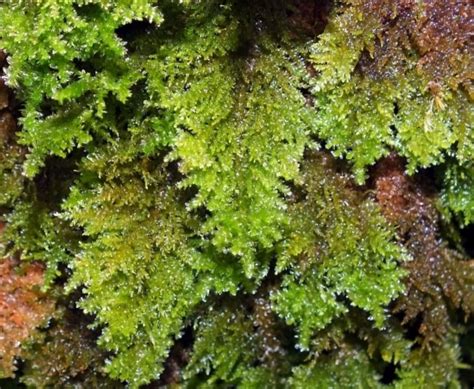 Terrarium Moss Leptodon Smithii With Phytosanitary Certification And