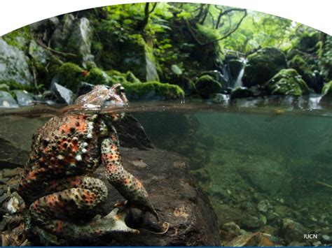 Designing And Managing Protected And Conserved Areas To Support Inland