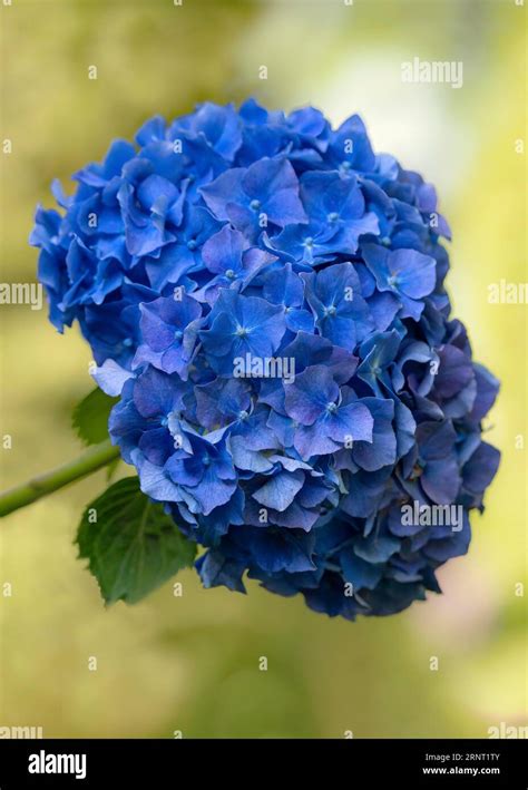 Hortensia Hydrangea Single Blue Flower Close Up Background Green Yellowish Blurred Ruhr