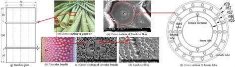 Bionic Design Inspired By Bamboo 15 Download Scientific Diagram