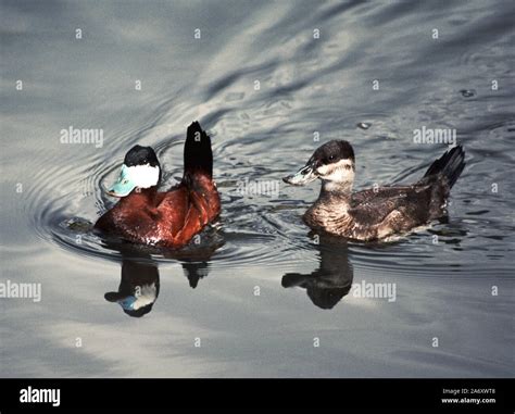 Ruddy Duck Male And Female
