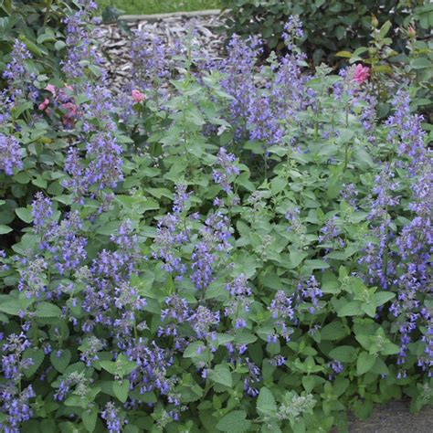 Котовник фассена 'Blue Wonder', купить в питомнике, Времена года Лесколово