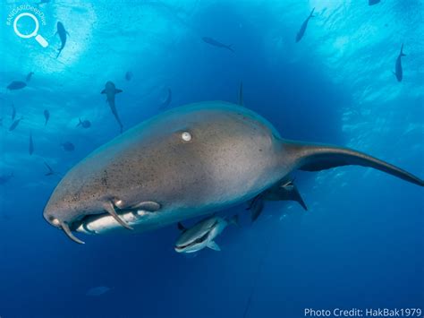 Nurse Shark Ginglymostoma Cirratum Angari Foundation