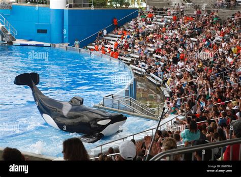 Shamu The Killer Whale Performs In The Believe Show At Seaworld