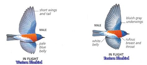Eastern Bluebird Vs Western Bluebird