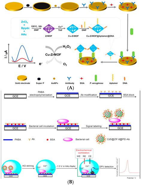 Biosensors Coupled With Signal Amplification Technology For The Detection Of Pathogenic Bacteria