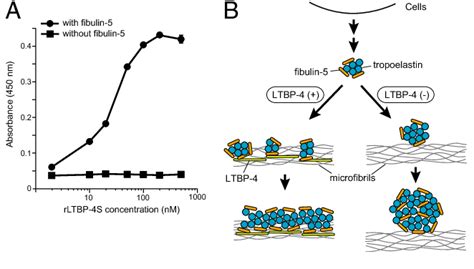 figure 1 from latent tgf β binding protein 4 promotes elastic fiber
