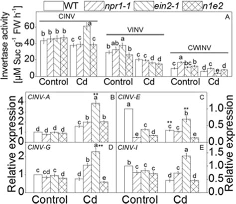 Effect Of Cd On Root Invertase Activity And The Expression Patterns Of