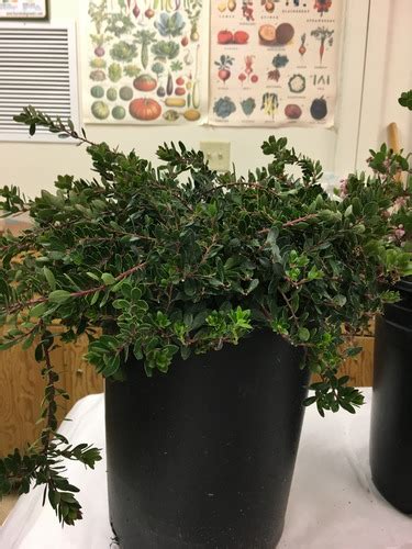 Native Plants Week 2 Flashcards Quizlet