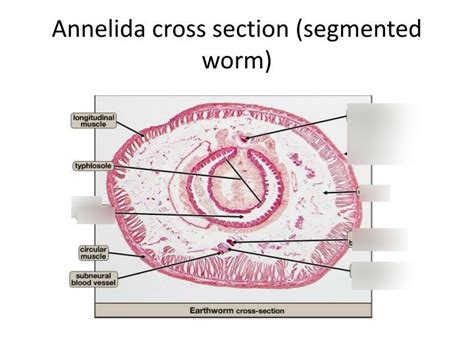 Lumbricus Cross Section Diagram Quizlet