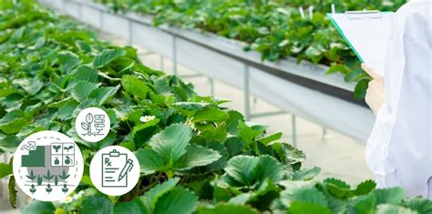 5 Benefits Of Plant Leaf Analysis Topraq